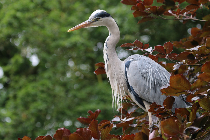 Blauwe reiger :: Teuszijnsite