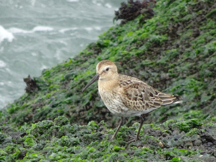 Bonte strandloper :: Teuszijnsite