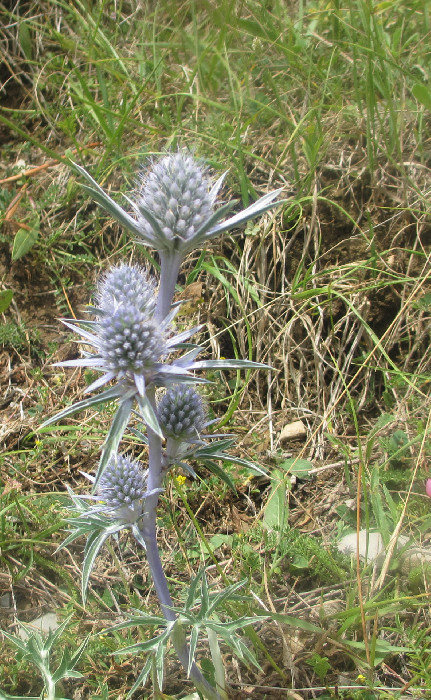 Blauwe distel :: Teuszijnsite