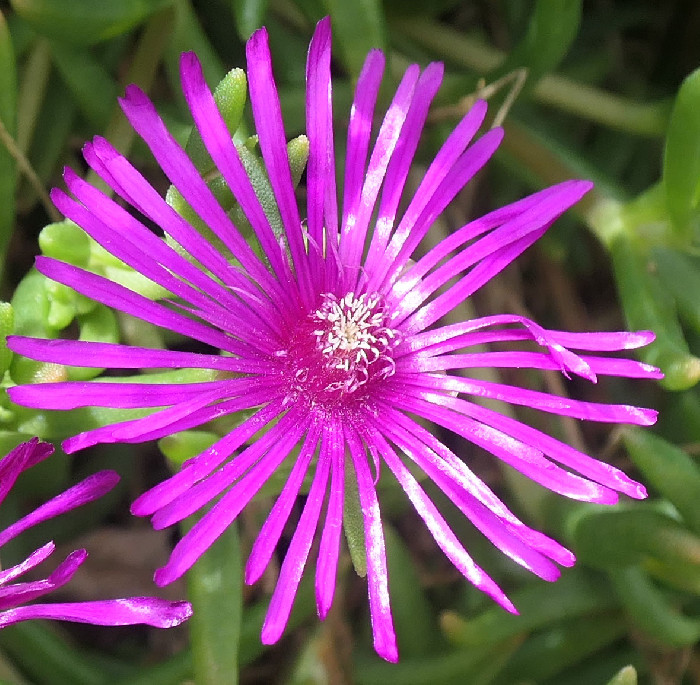 Lampranthus spectabilis :: Teuszijnsite