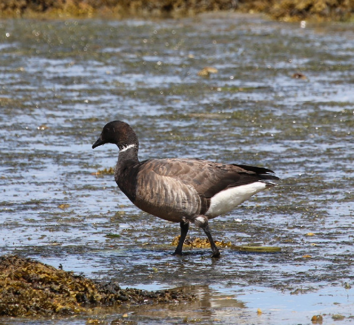 Rotgans :: Teuszijnsite